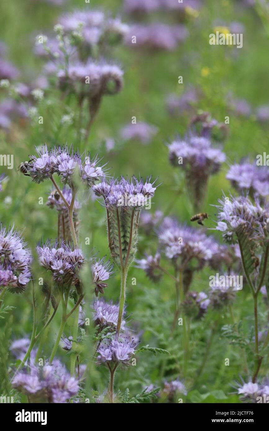 Phacelia field hi-res stock photography and images - Alamy