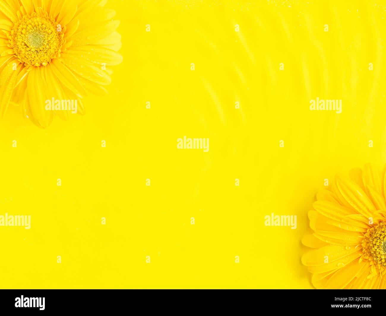 Yellow beautiful gerbera flowers frame on monochrome background in ...