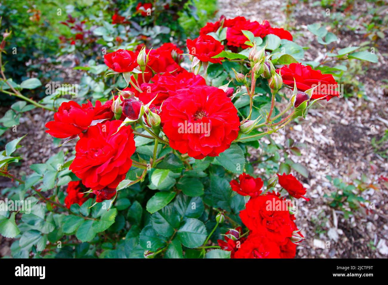 Park of Roses, Columbus, Ohio Stock Photo - Alamy