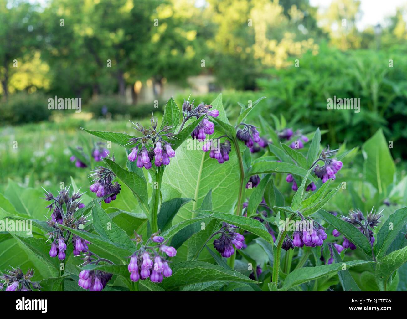 Purple flowers Comfrey (Symphytum officinale). Medicinal plant Stock ...