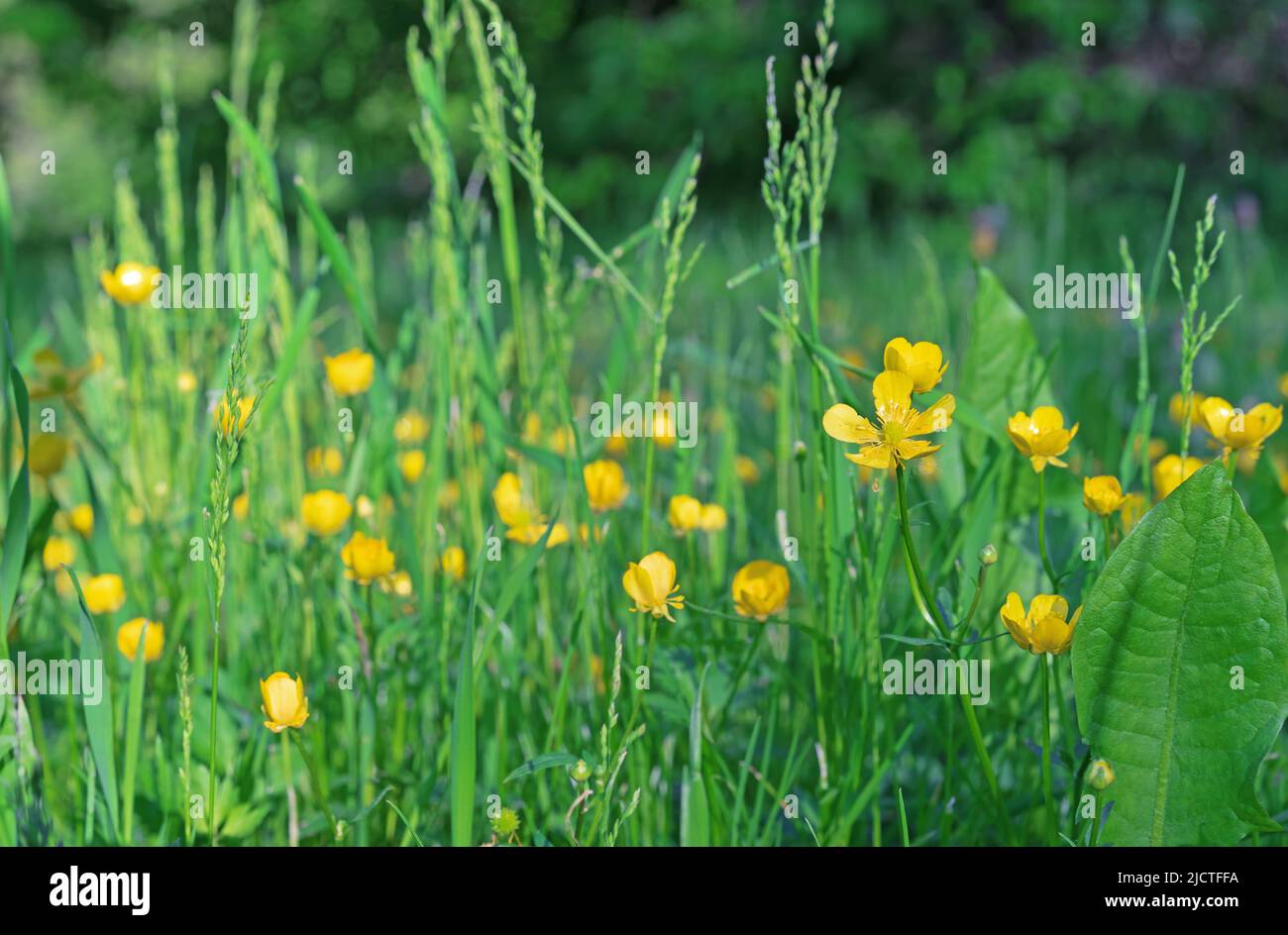 Meadow buttercup, tall buttercup, giant buttercup. Buttercup yellow ...