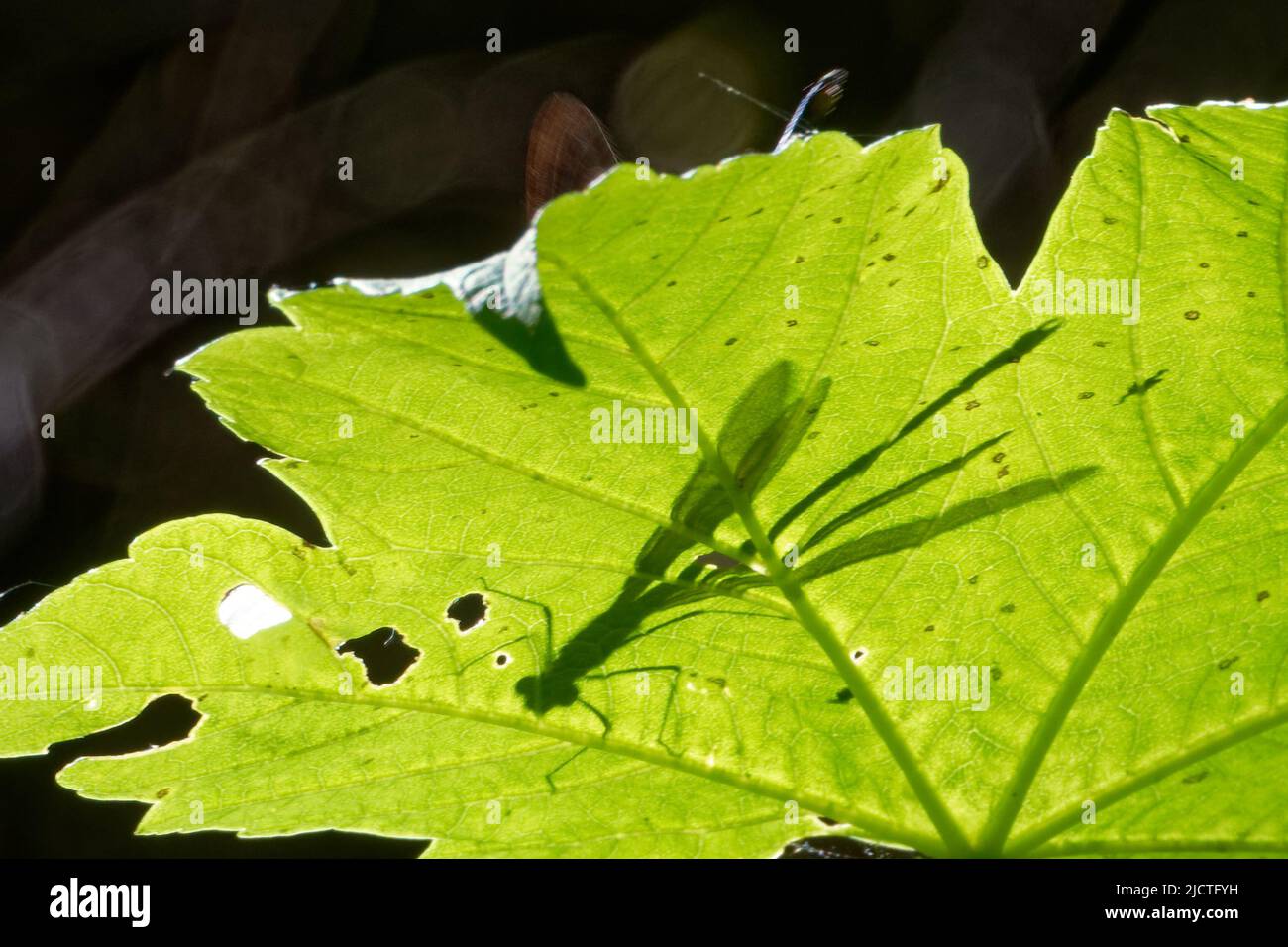 Damselflies are flying insects of the suborder Zygoptera in the order ...