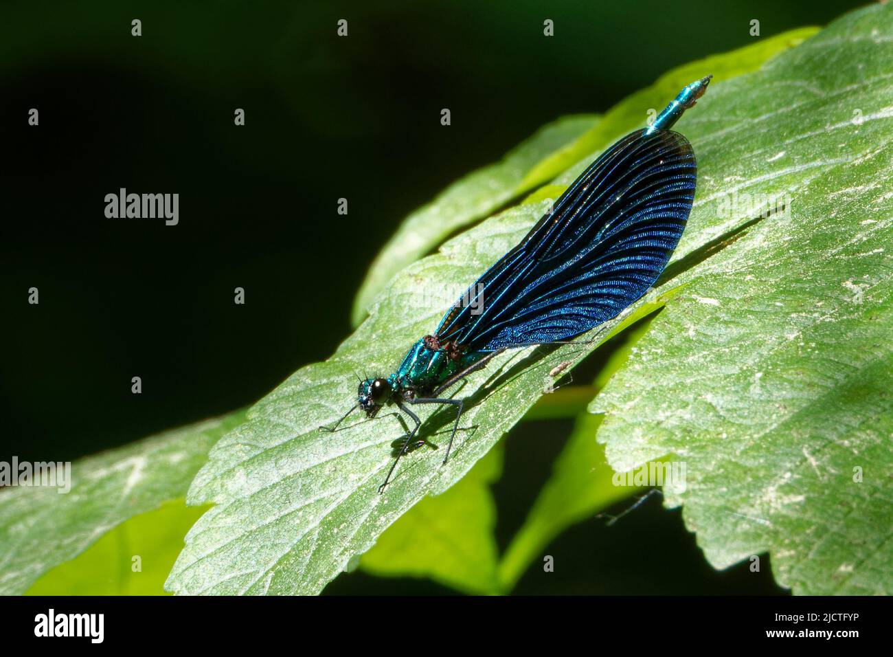 Damselflies are flying insects of the suborder Zygoptera in the order ...