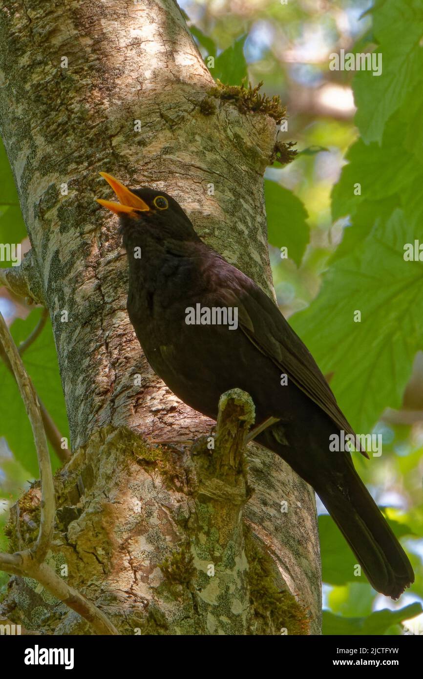 Blackbird summer singing hi-res stock photography and images - Alamy