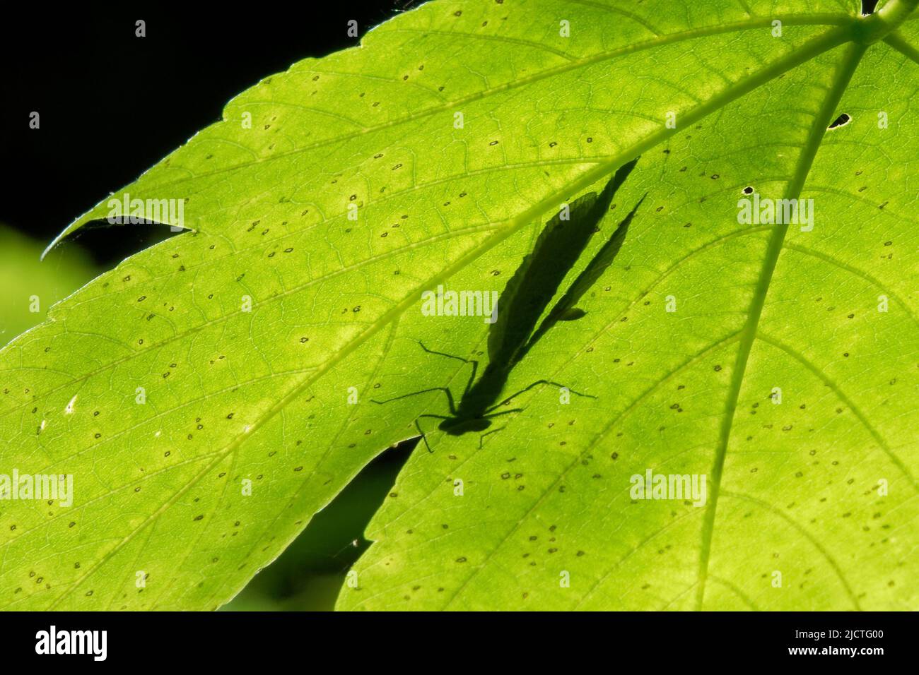 Damselflies are flying insects of the suborder Zygoptera in the order ...