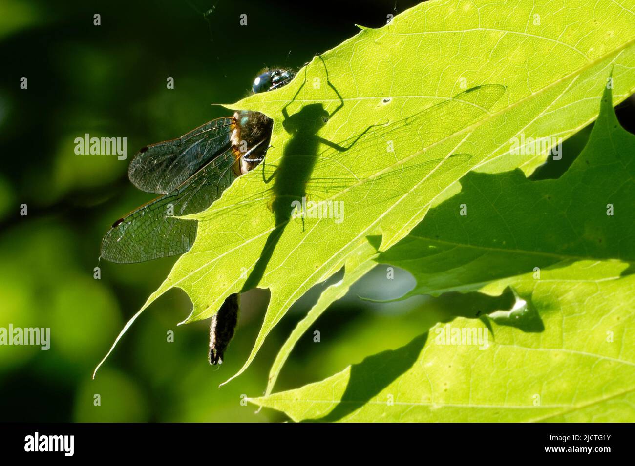 Dragonfly is a flying insect belonging to the order Odonata Stock Photo ...