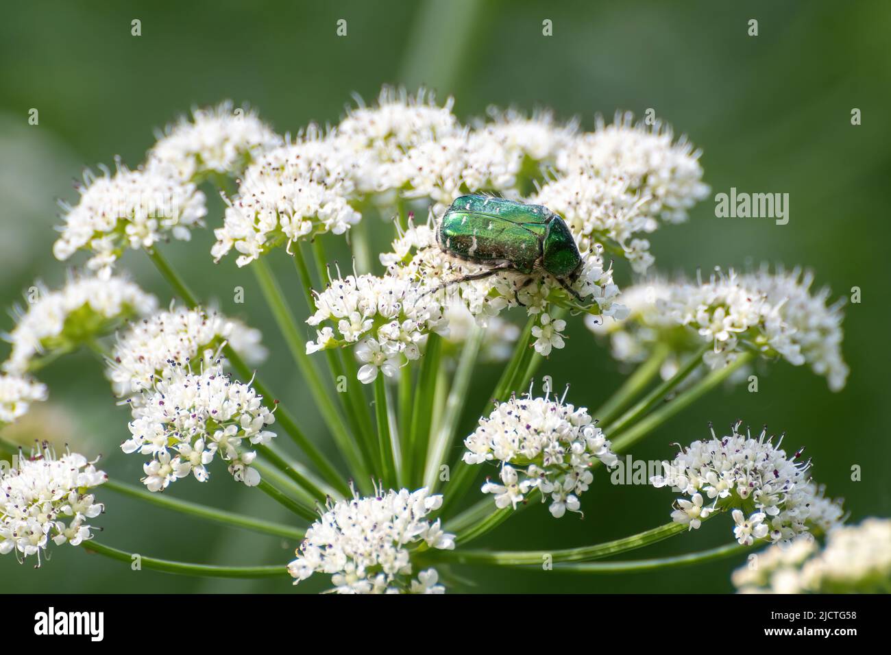 Green rose chafer beetle (Cetonia aurata) on cow parsley flowers during ...