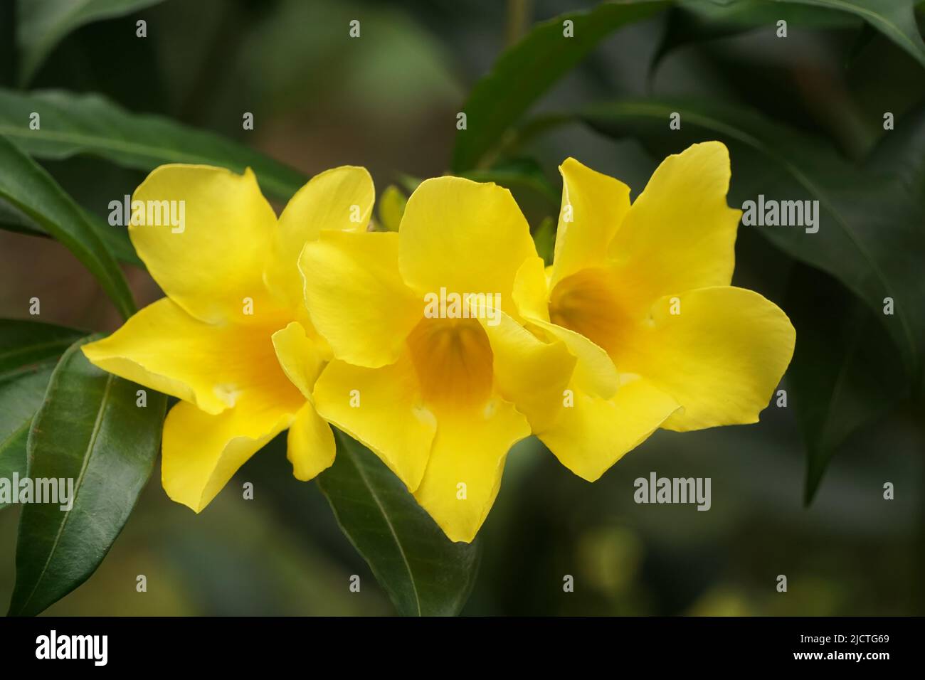 Three yellow flowers on green background wallpaper Stock Photo - Alamy