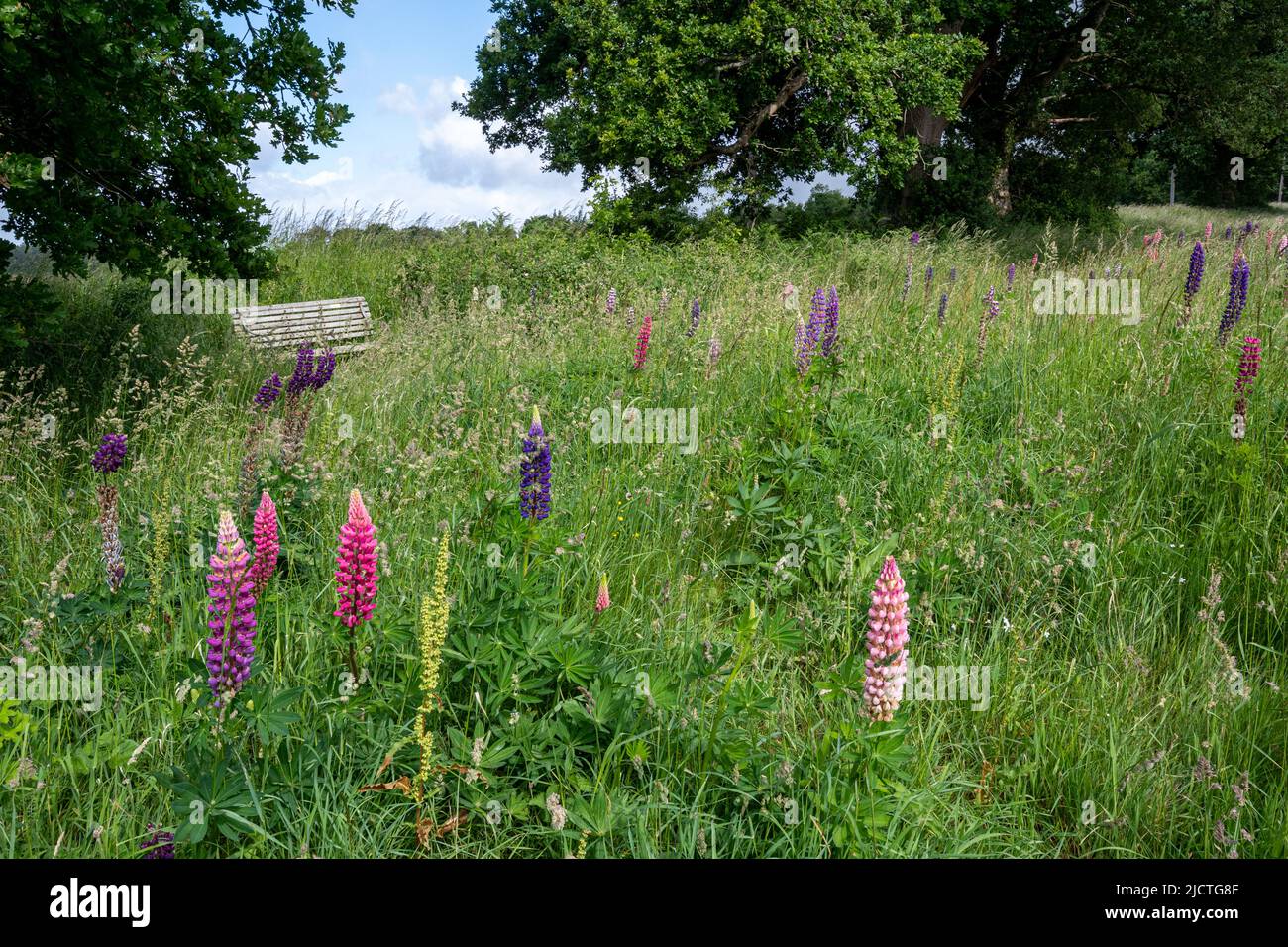 Church in field of lupins hi-res stock photography and images - Alamy