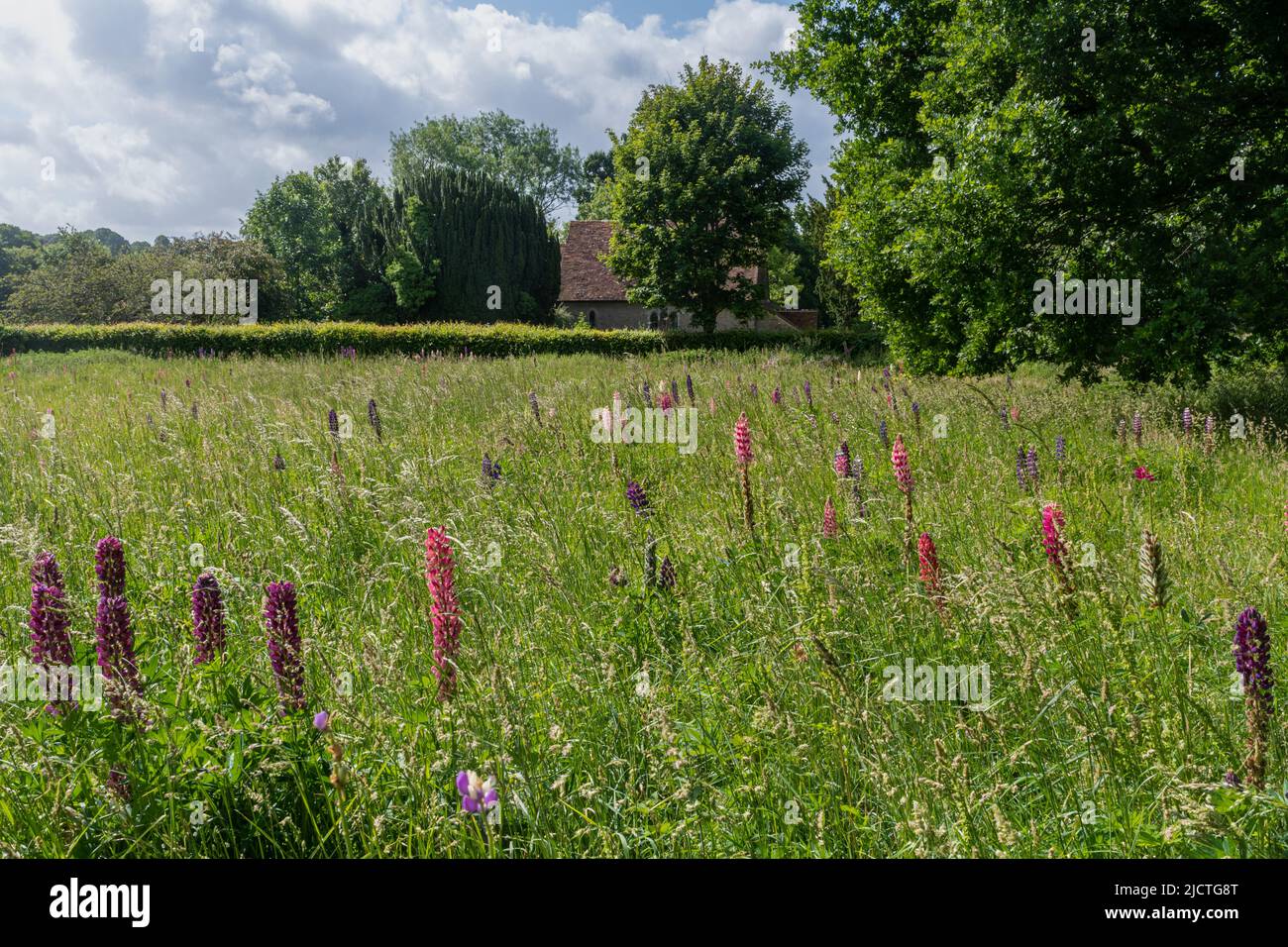 Lupin field hi-res stock photography and images - Alamy