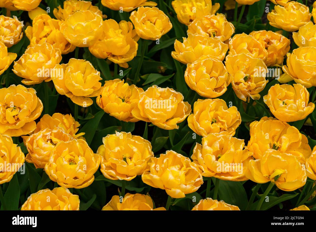 A magical landscape of flowers of yellow tulips in the fields in ...