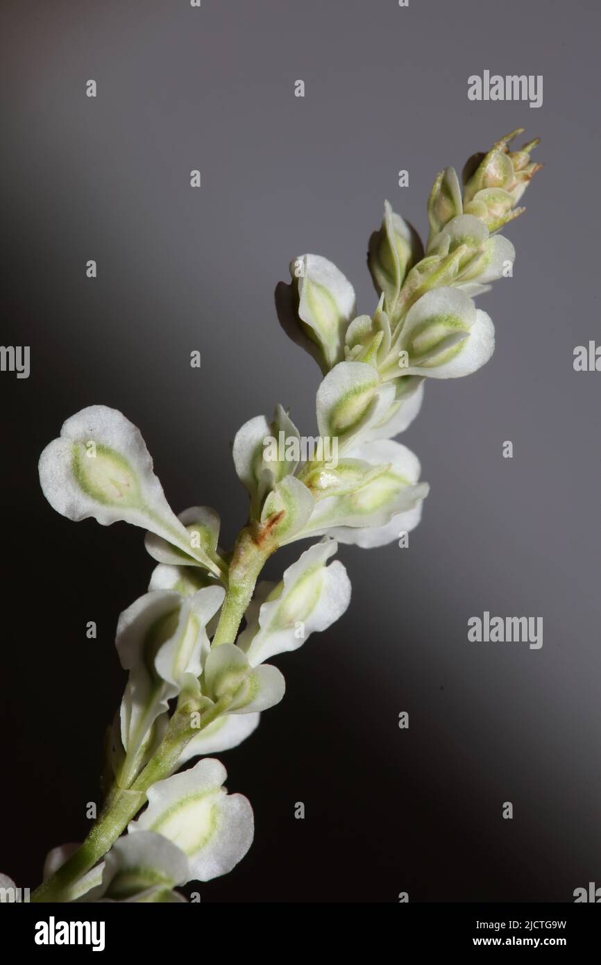 Wild flower blossom close up botanical background Fallopia dumetorum ...