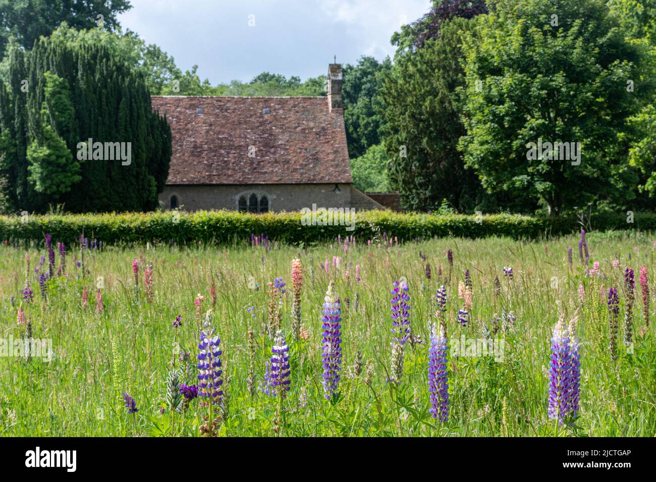 Lupins flowering in meadow beside St Peter's Church, Terwick, West ...