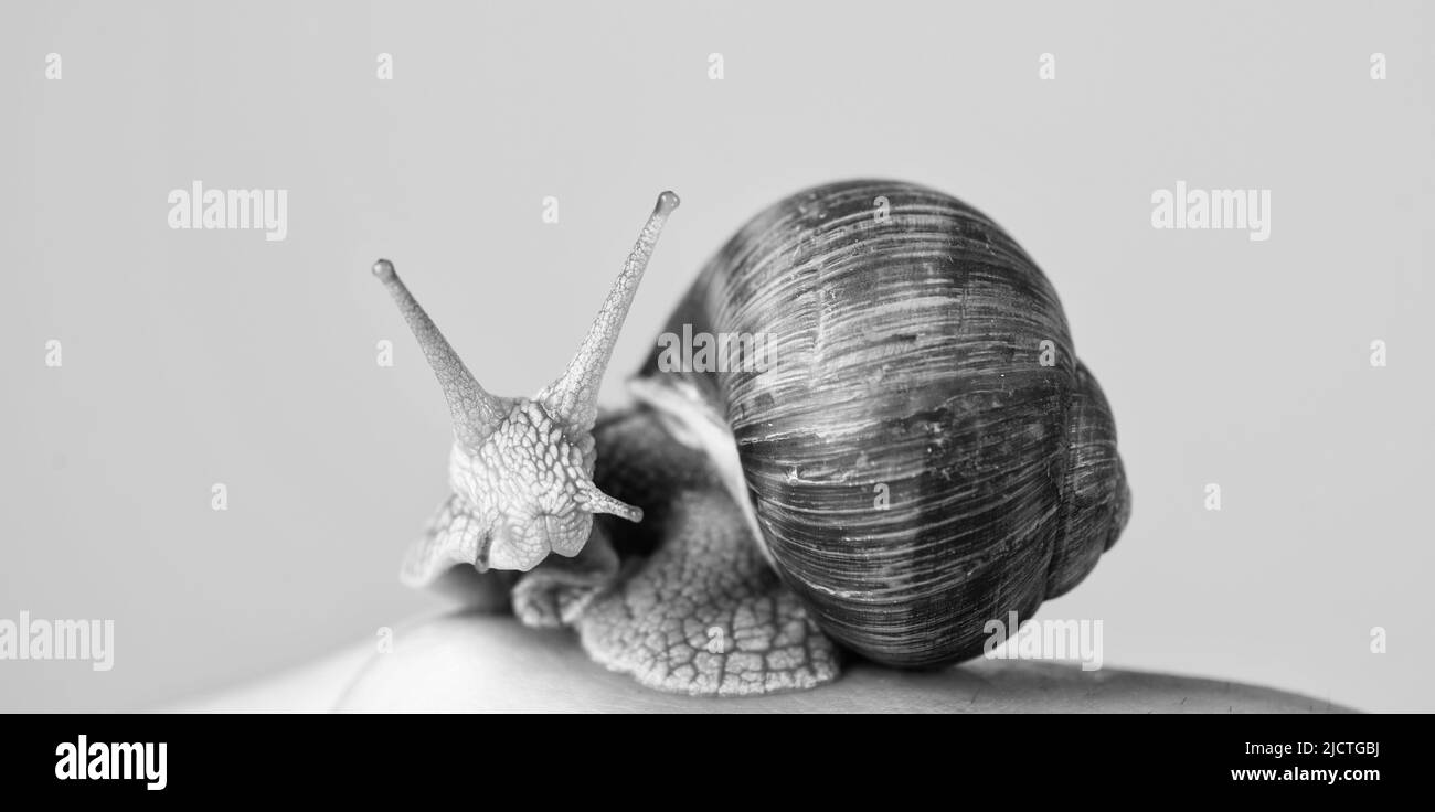 snail in shell with horns on human hand, natural cosmetology Stock ...