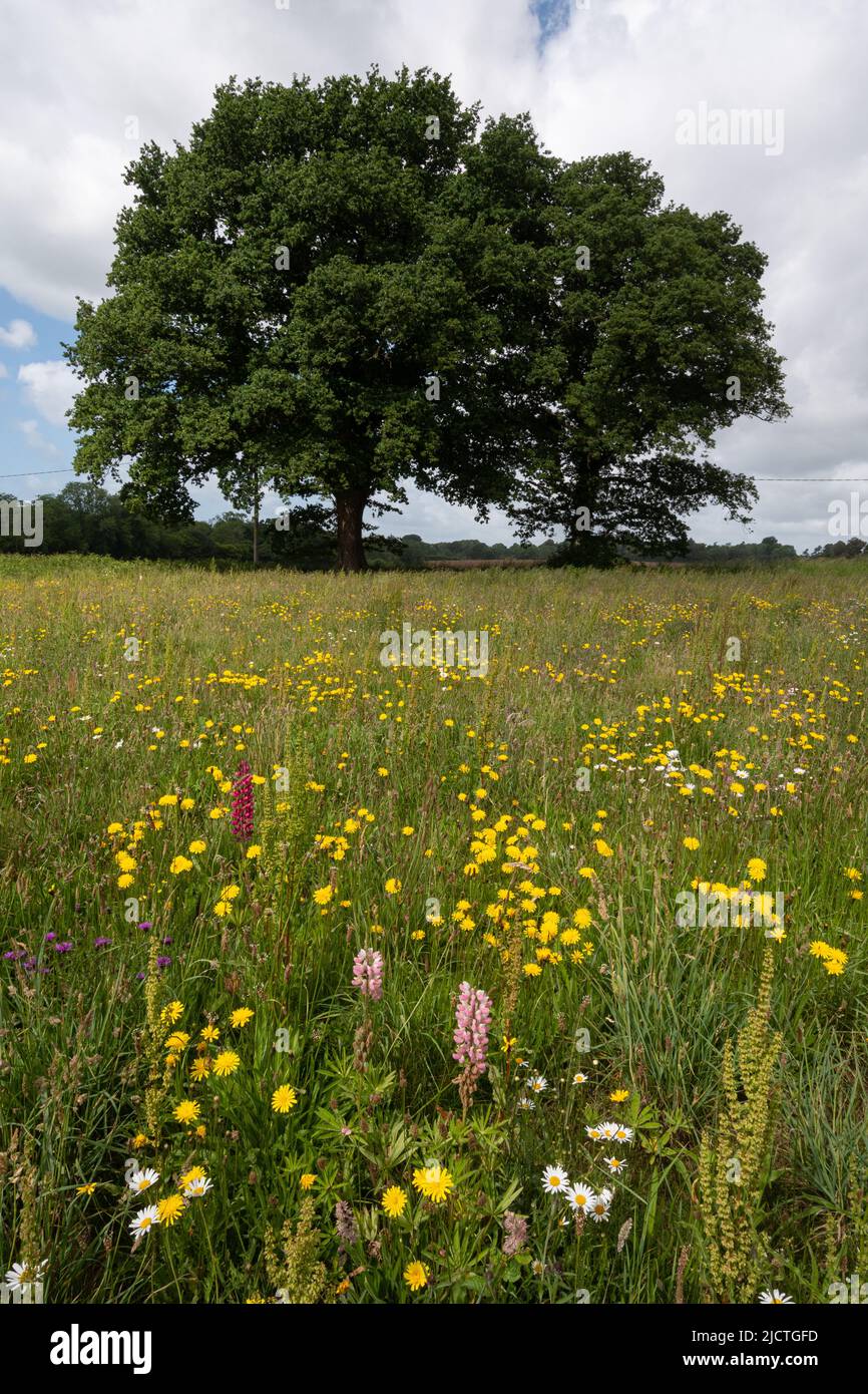 Lupins flowering in wildflower meadow beside St Peter's Church, Terwick ...