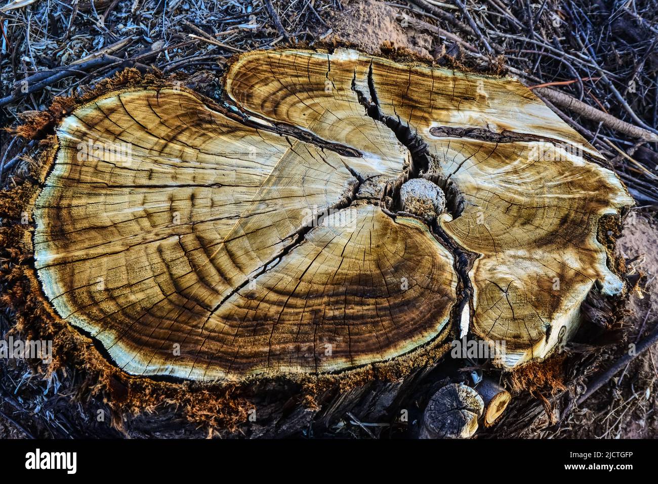 Tree trunk slice hi-res stock photography and images - Alamy