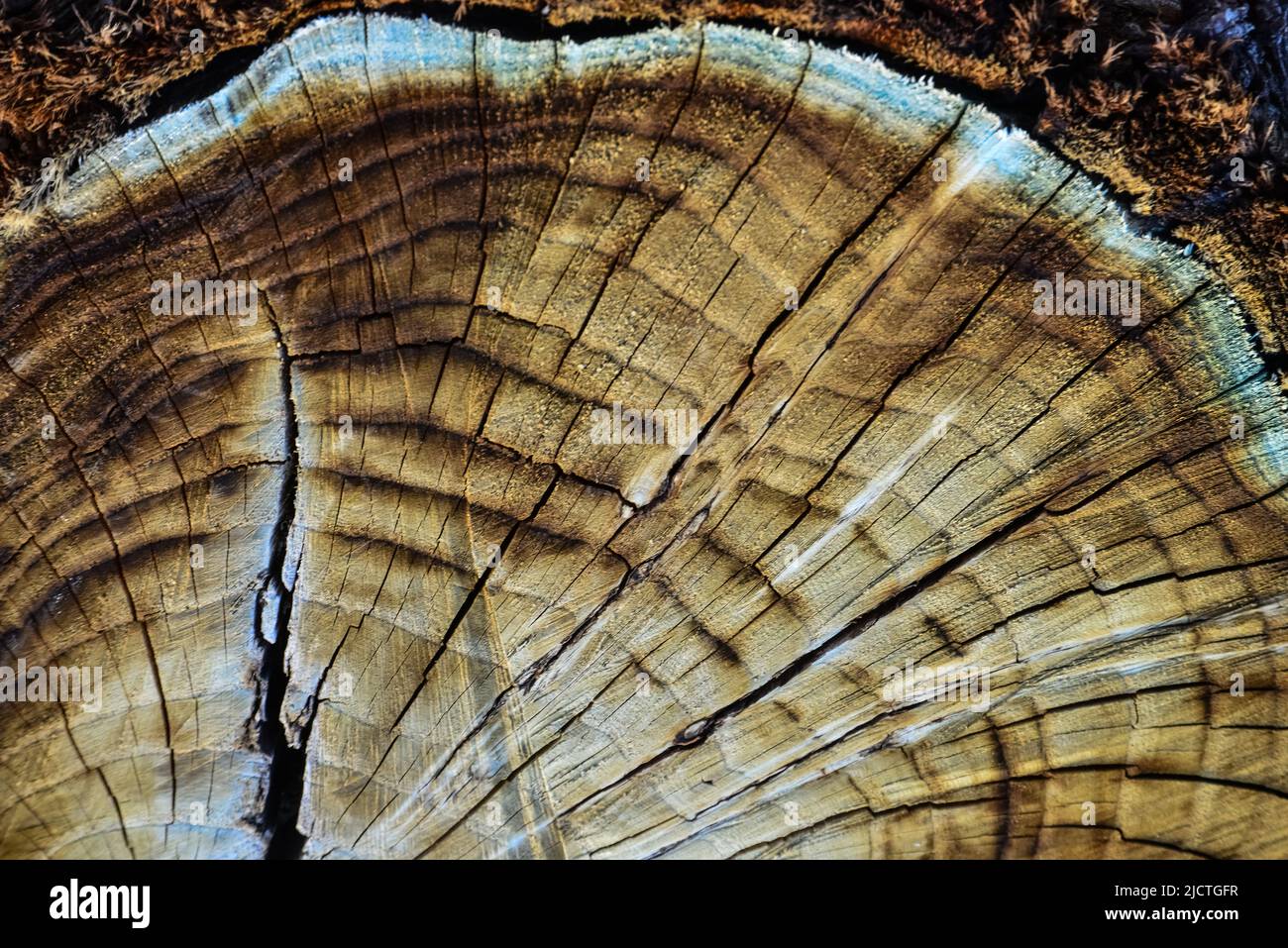 Timber cut mexico hi-res stock photography and images - Alamy