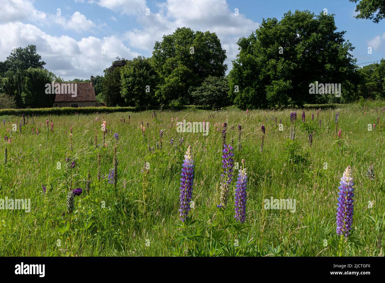 Lupins flowering in meadow beside St Peter's Church, Terwick, West ...