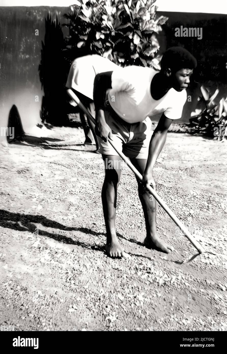 A black and white image of a gardener working in the grounds of Burma ...