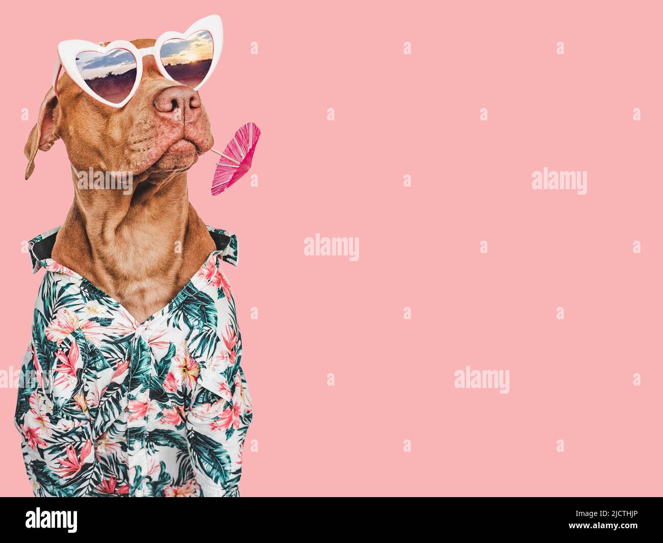Lovable, pretty brown puppy, stylish shirt and heart shaped sunglasses ...