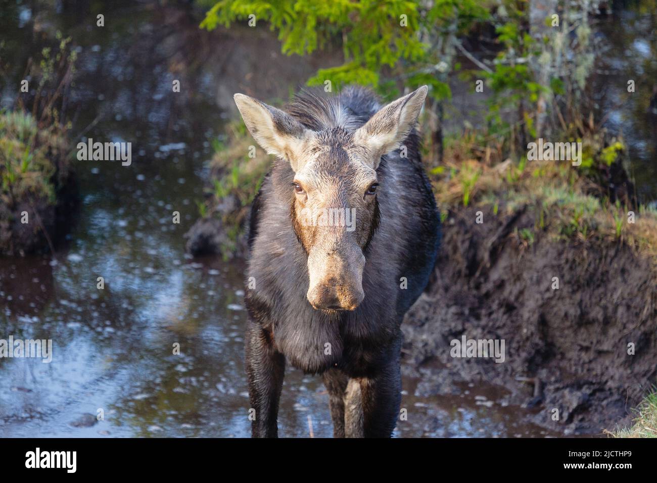 Moose in mud hole on the side of Route 302 in the White Mountains, New ...