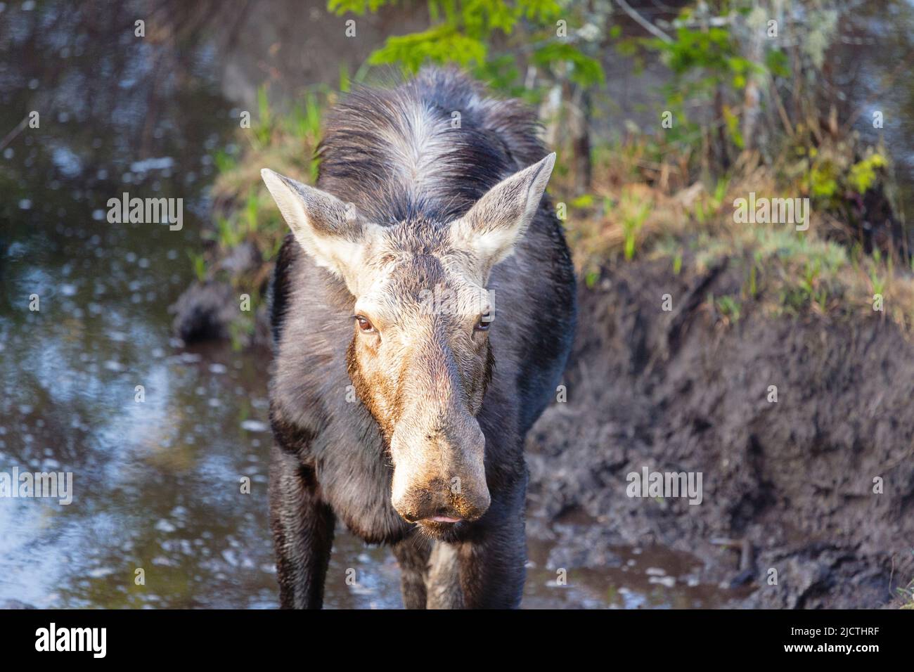 Moose in mud hi-res stock photography and images - Alamy