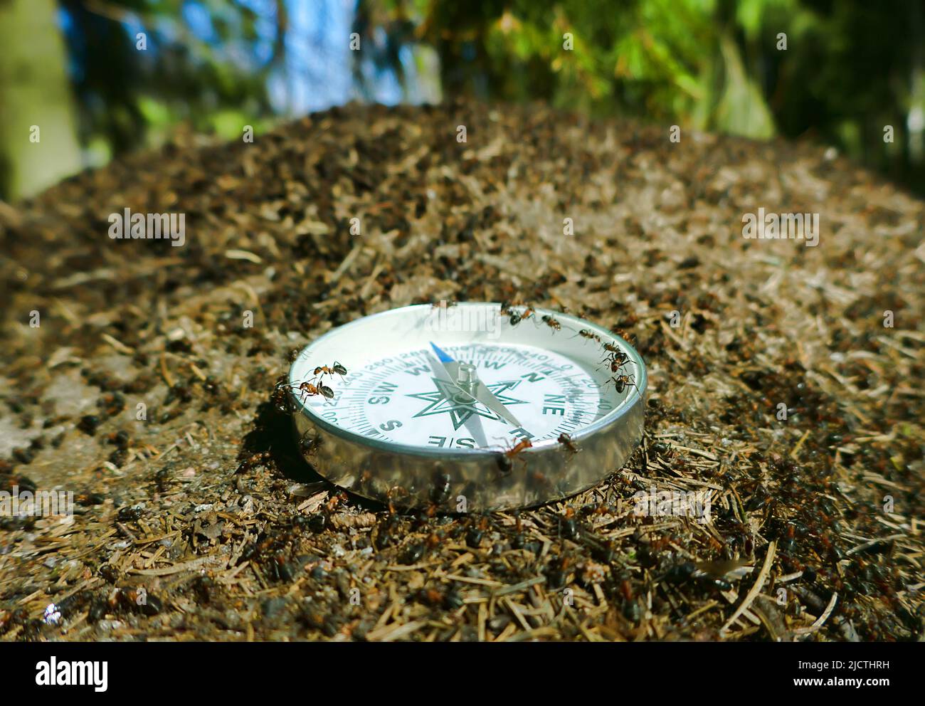 All animals are well oriented in space (wayfinding), as they have an ...