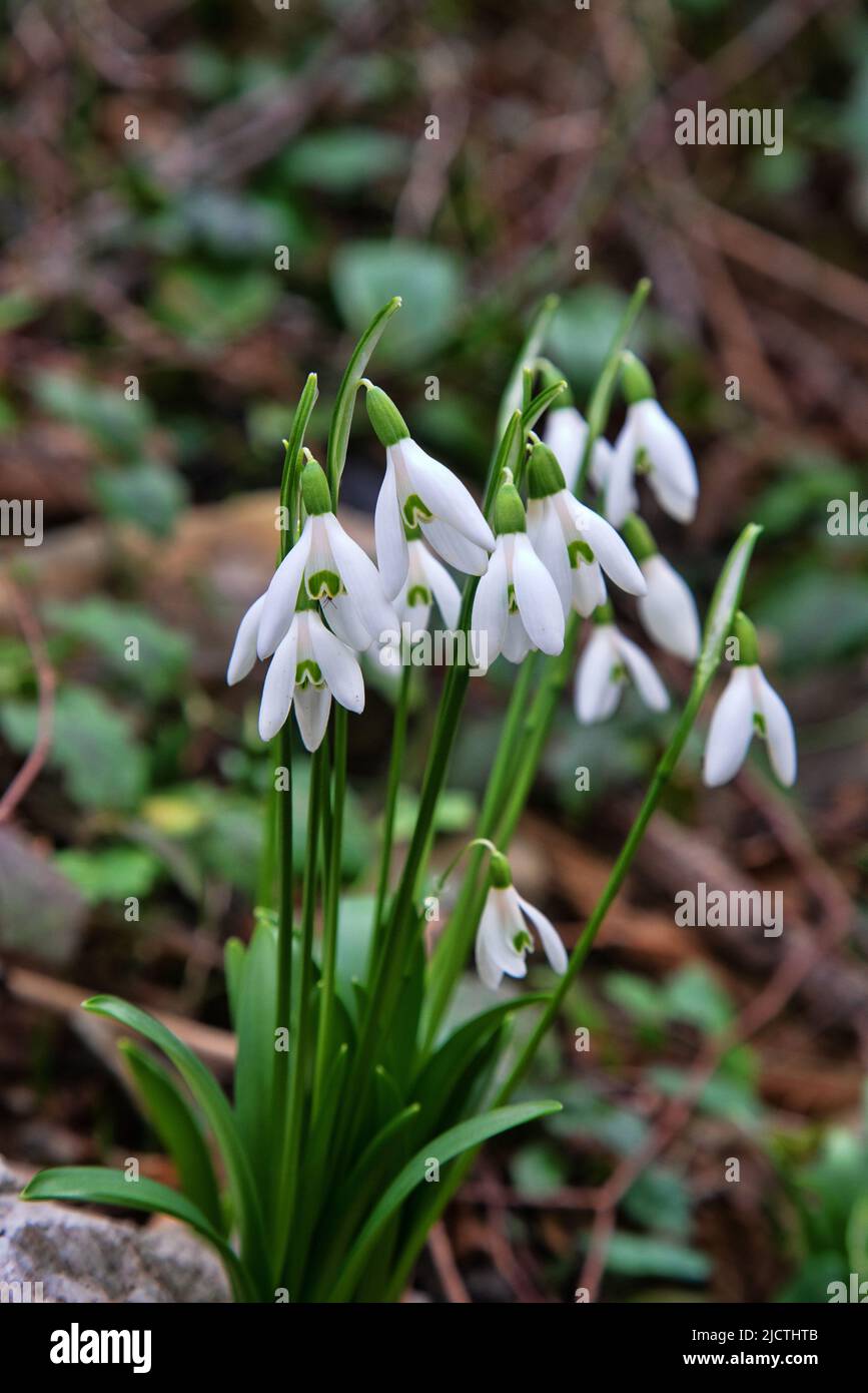Bulbous end hi-res stock photography and images - Alamy