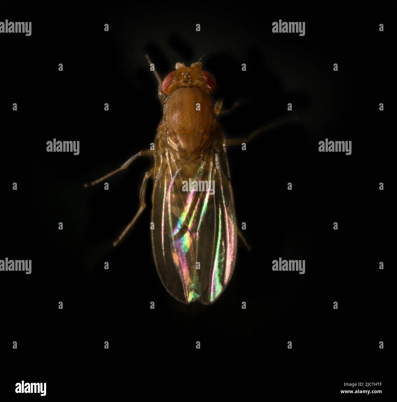 Drosophila melanogaster population hi-res stock photography and images ...