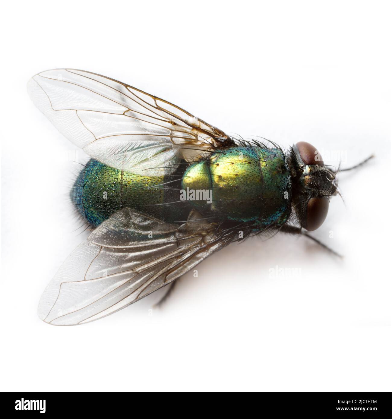 Latin name is Lucilia caesar - The ferocious and greedy fly that Homer ...