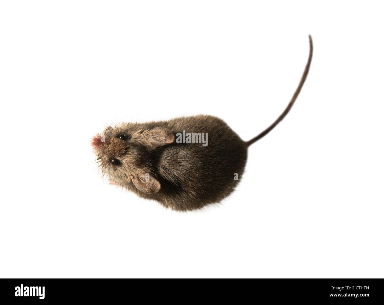 Swiss (house) mice (Mus musculus) constantly accompanies to human ...