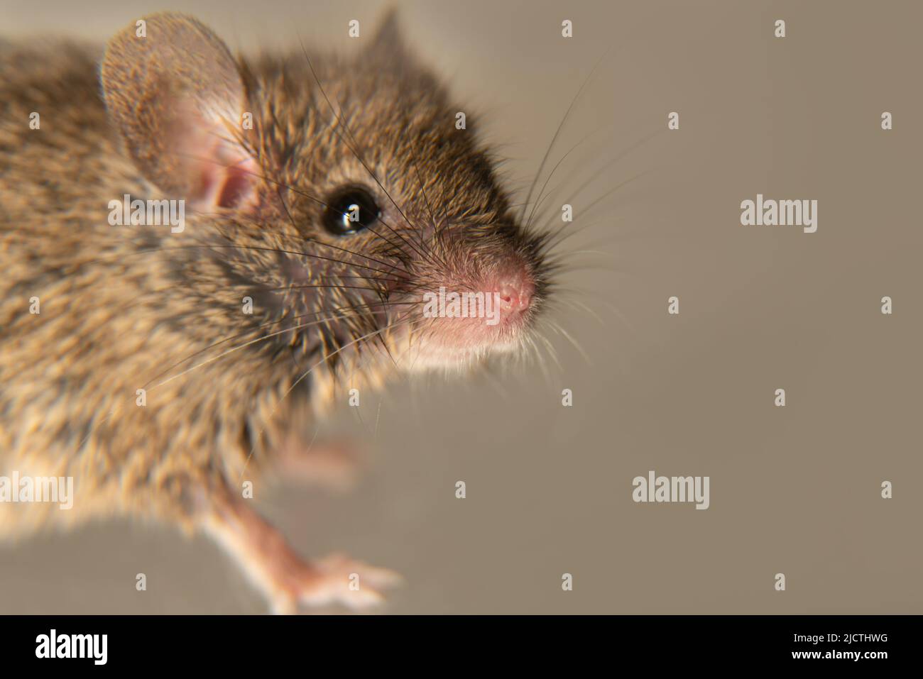 Swiss (house) mice (Mus musculus) constantly accompanies to human ...