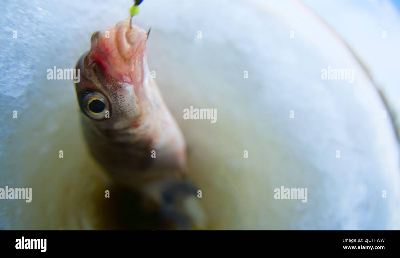 Ice recreational fishing. A picture of ruff fishing with a hole and ...