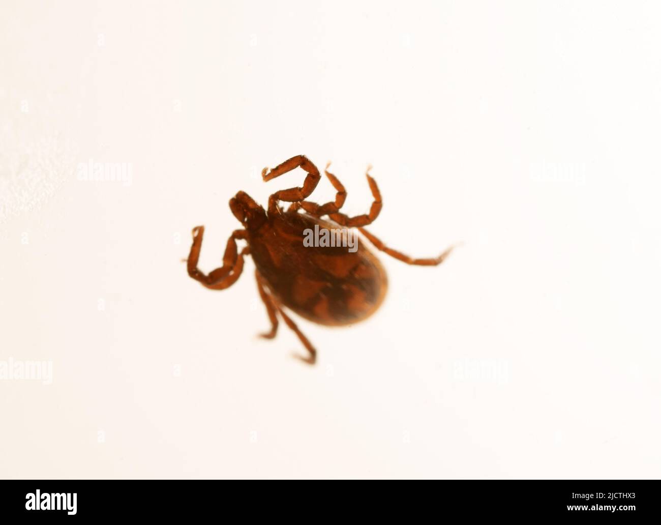 Ixodes tick (dog tick, Ixodes persulcatus) in active form, victim ...