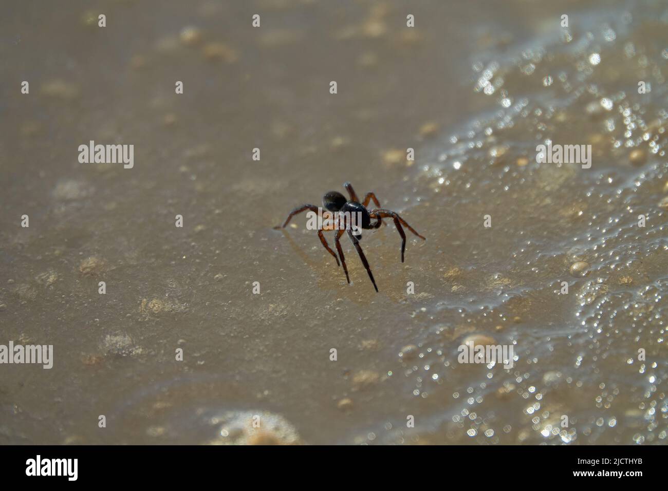 Diving bell spider (Argyroneta aquatica, female) came to surface of ice ...