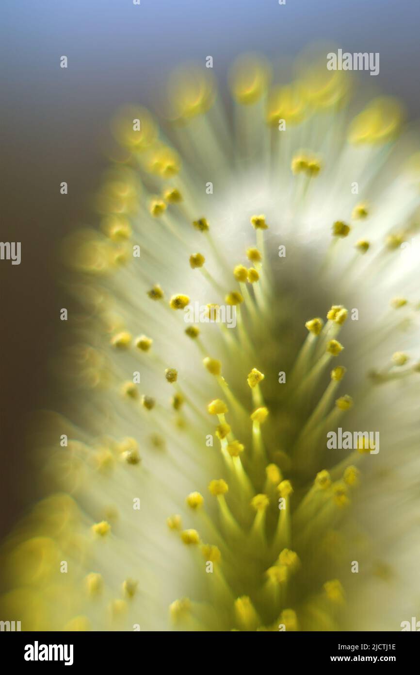 Spring motif. Yellow fluffy willow flower (catkin), the stigmas of the ...