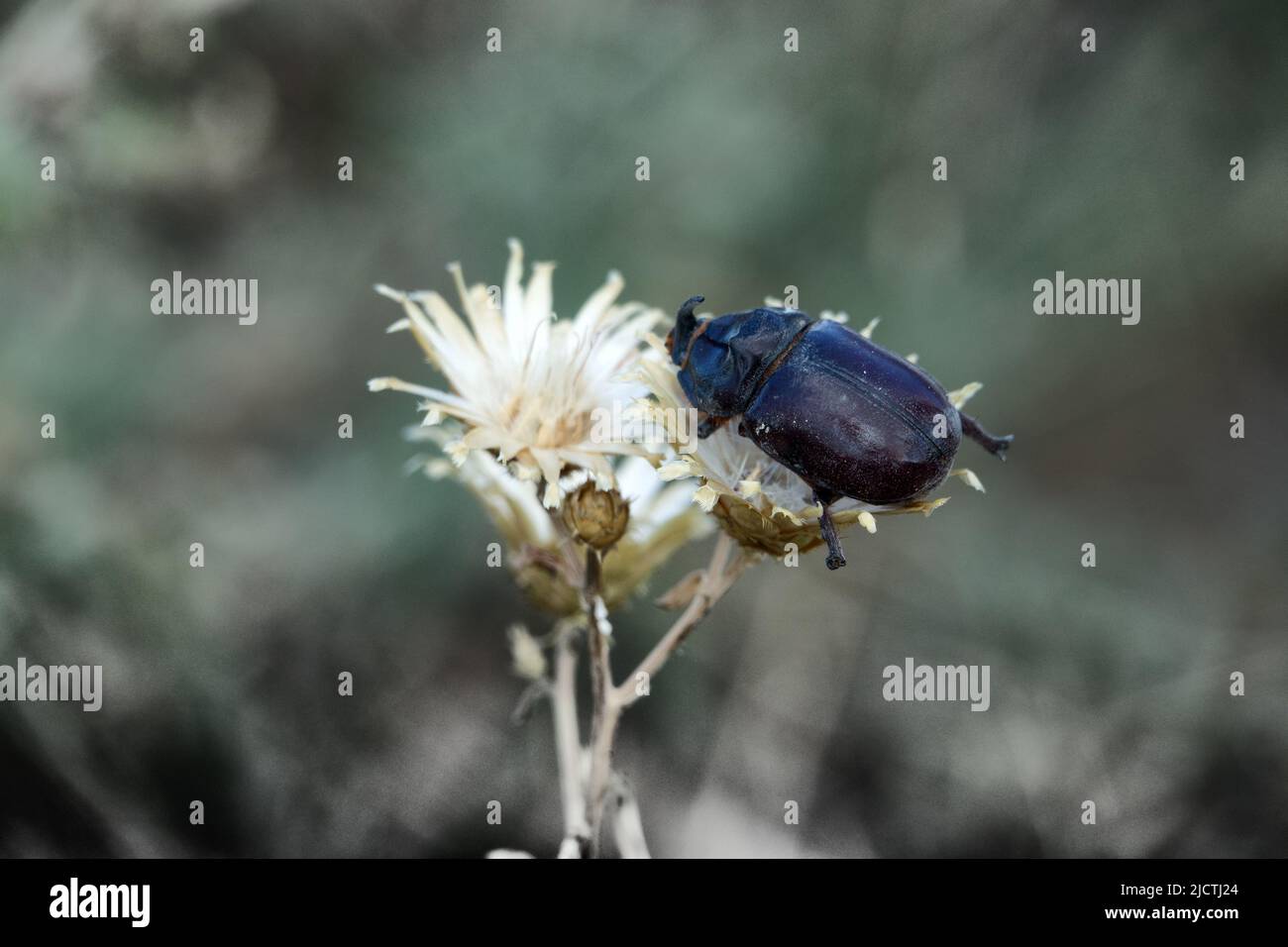 Dead insects. Rhinoceros beetle died in a dry place. Big bug Stock ...