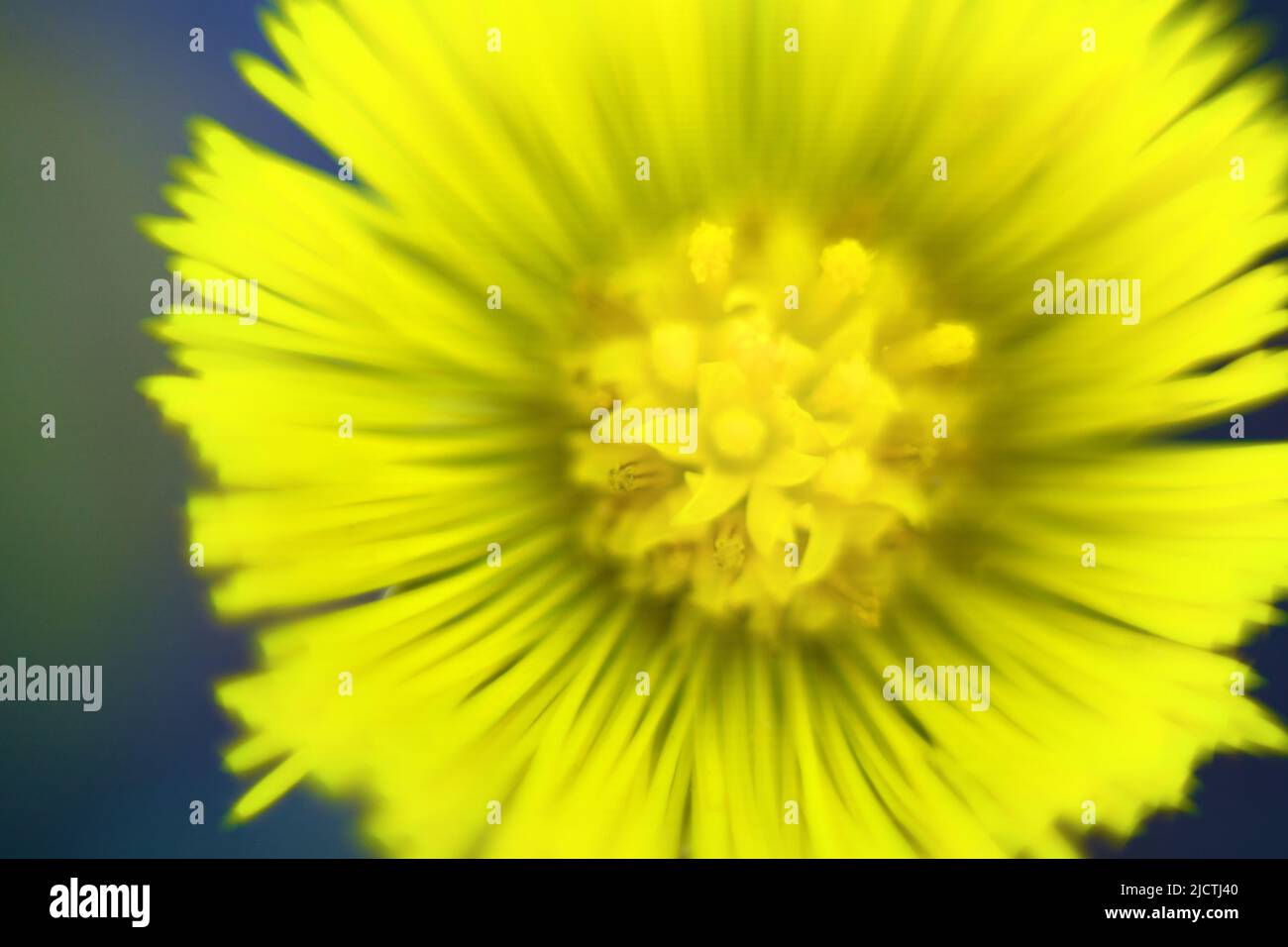 The yellow flower is made in technique of ultra-small depth of field ...