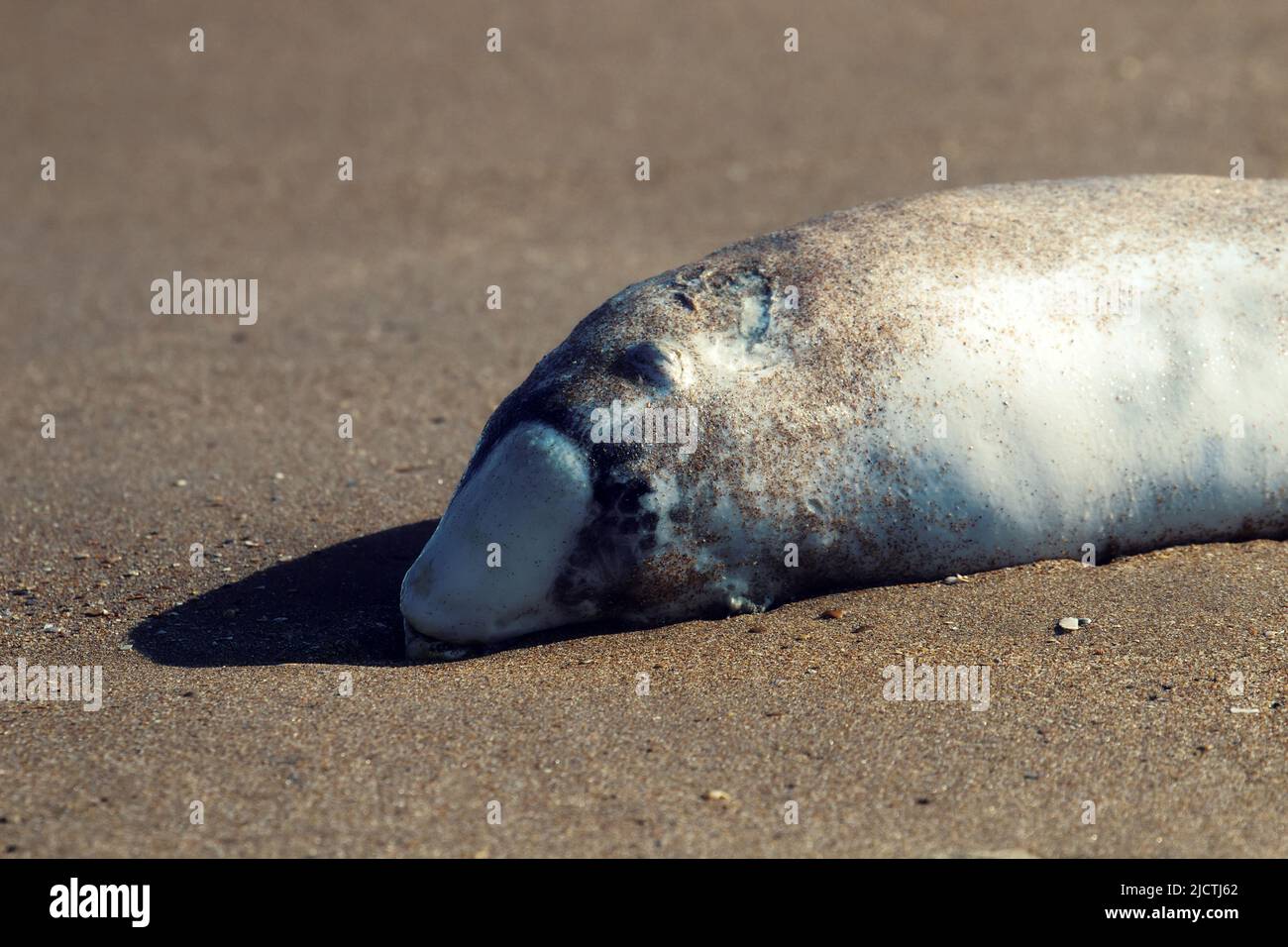 Dead Dolphin on beach. Common porpoise (Phocoena phocoena relicta ...