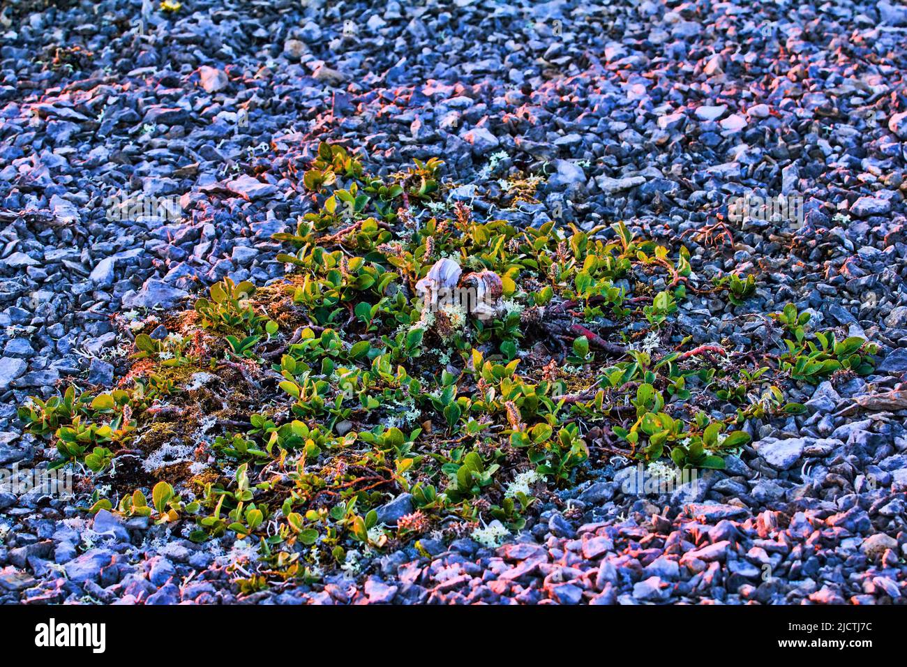 Arctic tree that grows downward. Polar willow (Salix polaris) places ...