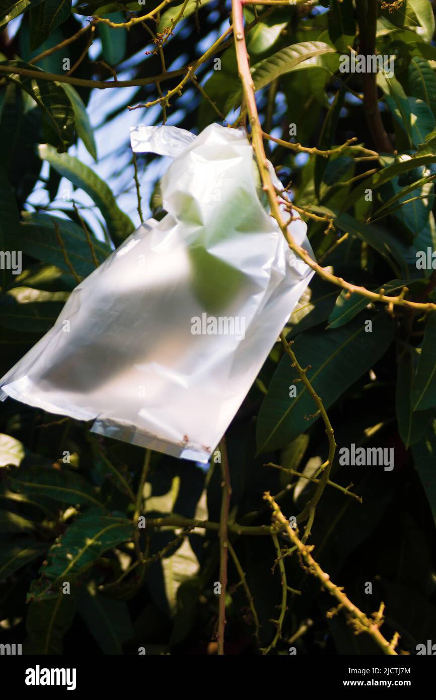 The ripening mango fruits on mango tree are wrapped in polyethylene to ...