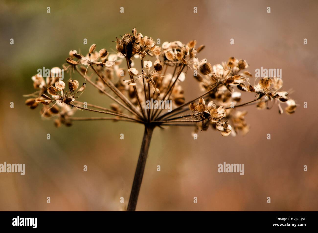 Big hill springs provincial park hi-res stock photography and images ...
