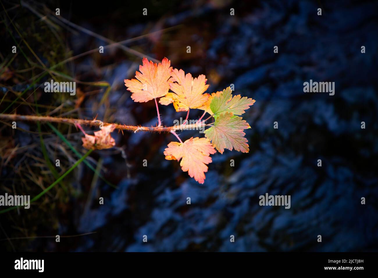 orange and pale green autumn leaves on top of the water. Fall Season ...