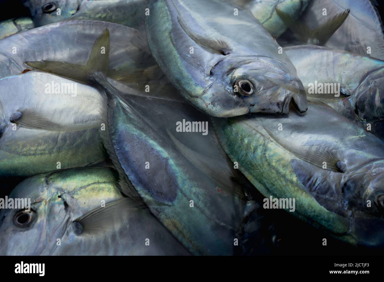 Fresh fishes on fish market Stock Photo - Alamy