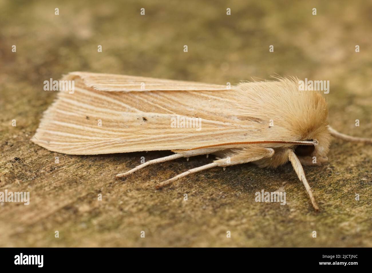 Closeup on the pale colored Common wainscot moth, Mythimna pallens ...