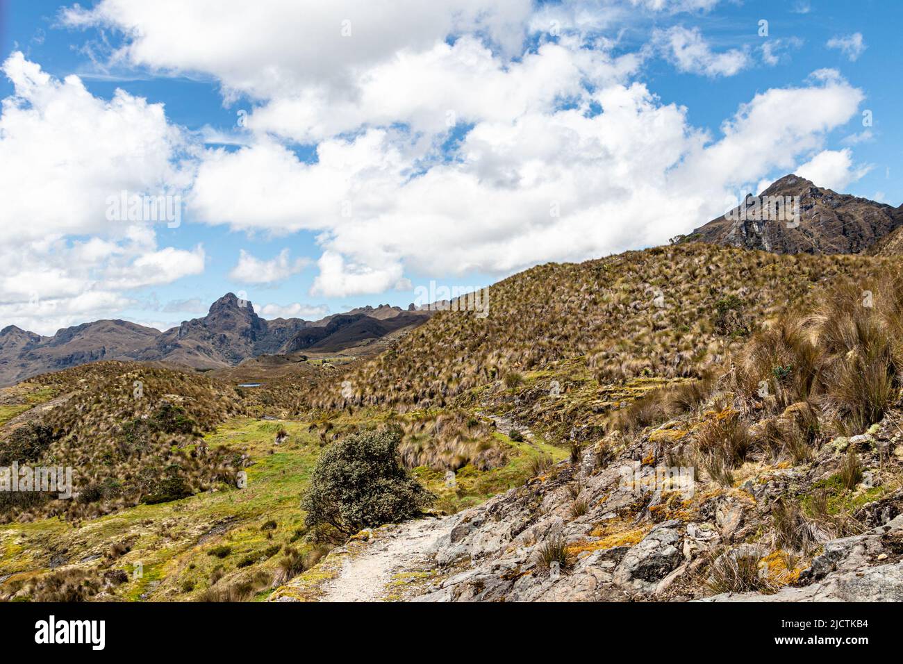 Hiking footpath through the paramo in Cajas National Park, Toreadora ...