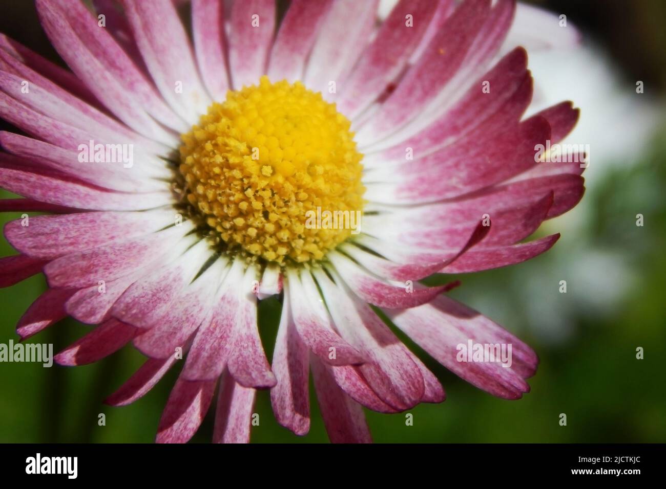 A beautiful pink flower with a yellow center. High quality photo Stock ...