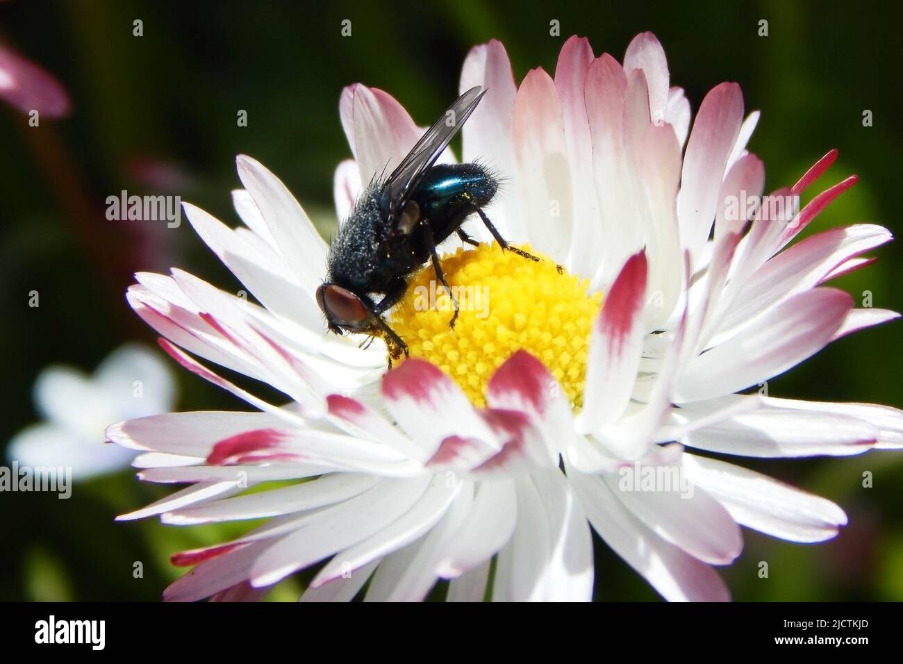 A fly on a flower, close-up, in the pollen. High quality photo Stock ...