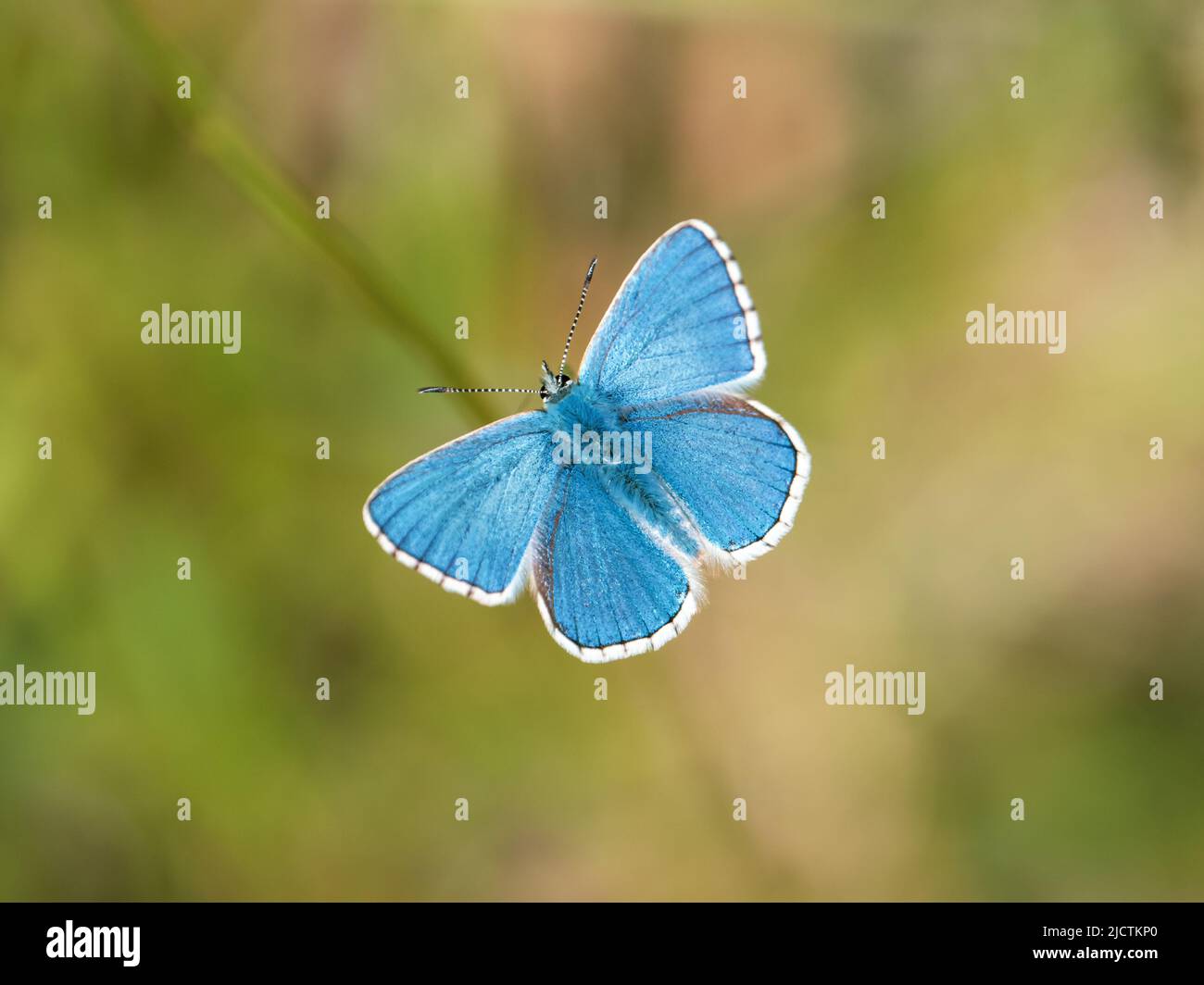 Adonis Blue Butterfly. Wings Open Stock Photo - Alamy