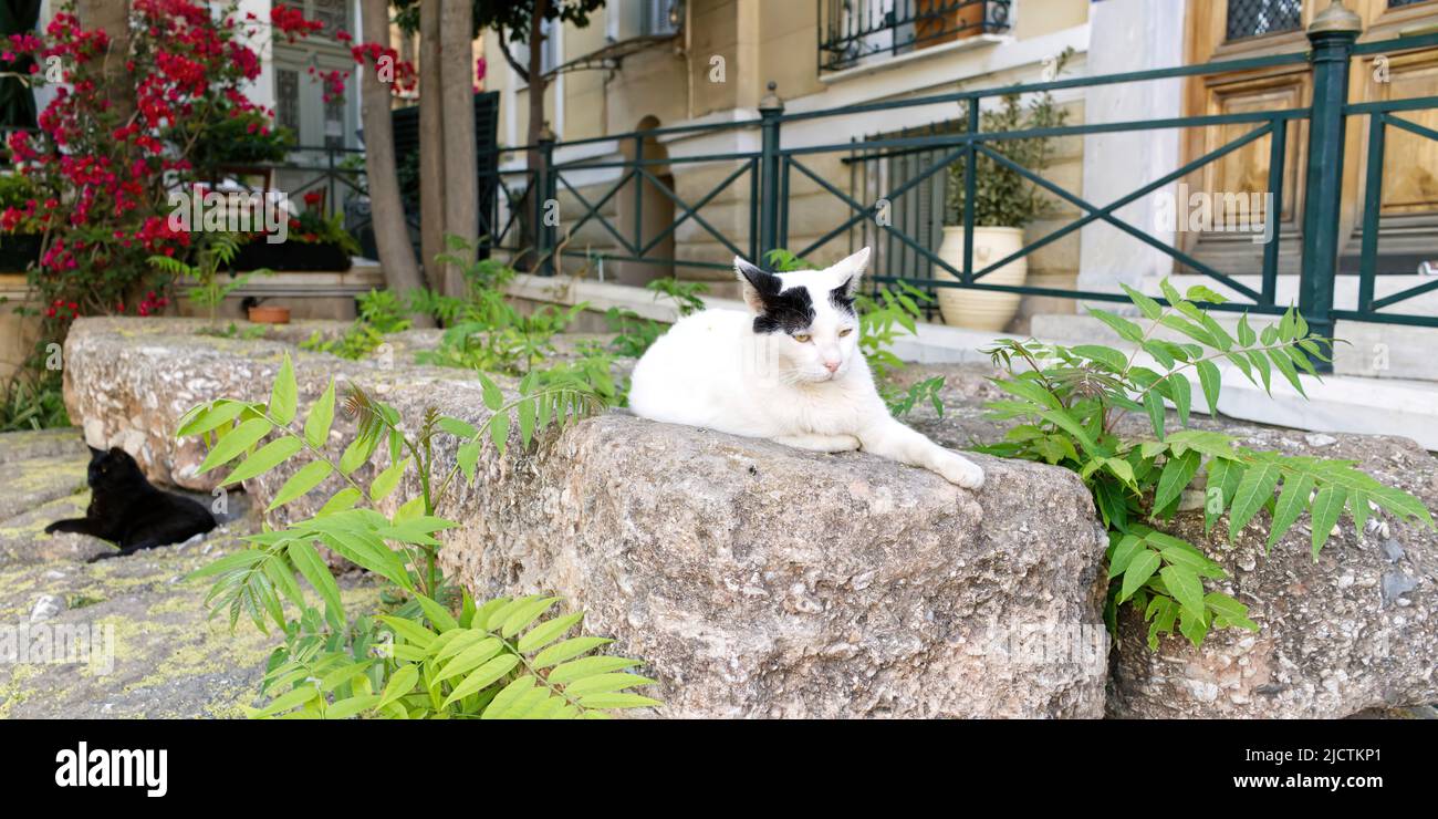 Cats rest on stone steps in a beautiful Greek courtyard Stock Photo - Alamy